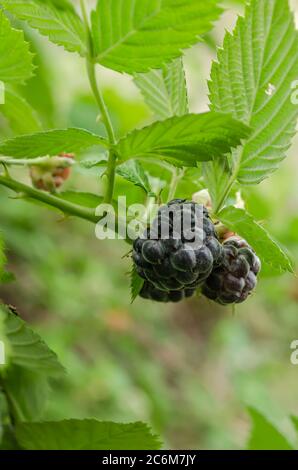 Black Raspberry blossom Rubus occidentalis Stock Photo - Alamy
