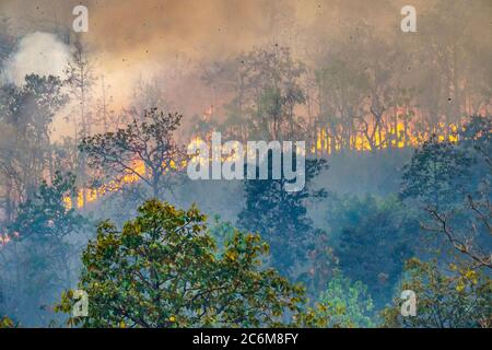 Forest fire disaster is burning caused by human Stock Photo - Alamy