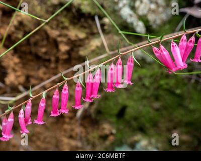 Common Heath (Epacris Impressa) is the floral emblem of the state of ...