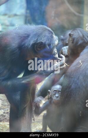 Bonobo (Pan paniscus), zoo of Frankfurt Stock Photo - Alamy