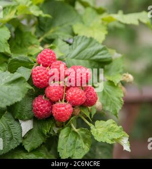 Raspberry 'Ruby Beauty' Stock Photo - Alamy
