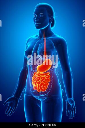 Digestive system with esophagus, stomach, duodenum and small intestine ...