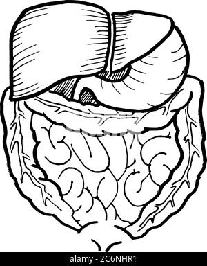 Appendicitis line icon. Human colon with inflamed appendix drawing ...