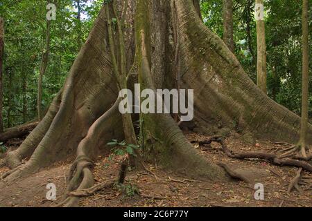 Giant ceiba tree at La Ceiba Trail in Parque Nacional Volcan Arenal in ...