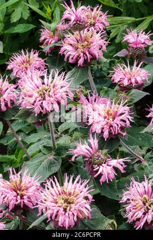 flowering pink Monarda, bee balm, natural floral macro background Stock ...