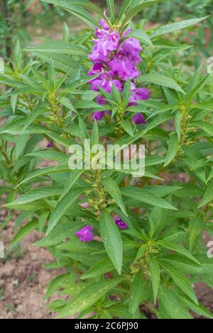 spotted snapweed or Garden balsam or Rose balsam Balsaminaceae ...