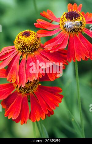 Bed of Helenium autumnale flowers in Oudolf Field, Hauser & Wirth ...