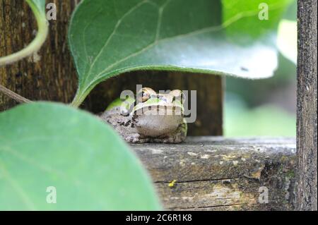 Frog under the fence Stock Photo - Alamy
