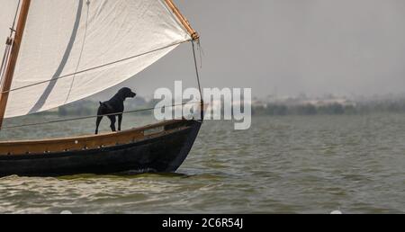 black dog sailing on prow of a ship, traditional wooden boats. Latin ...