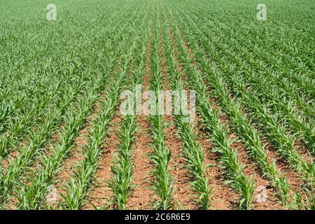 Rows of young corn shoots on a cornfield. Agriculture, agricultural ...