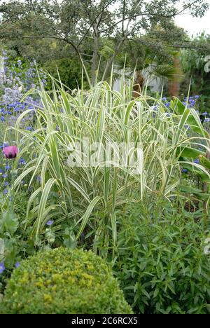 Miscanthus sinensis Variegatus Stock Photo - Alamy