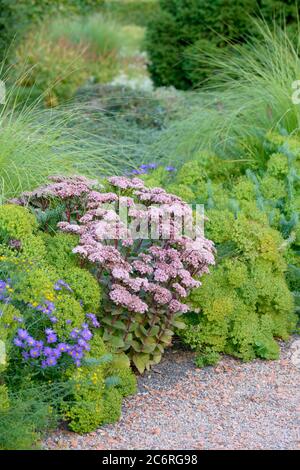 Stonecrop Sedum "Matrona Stock Photo - Alamy