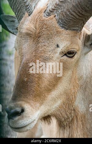 Barbary sheep (Ammotragus lervia fassini) in Barcelona Zoological Park ...