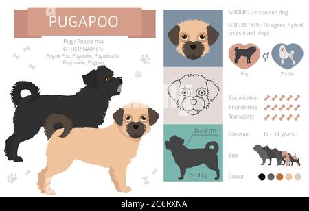Pugapoo clipart. Pug Poodle mix. Different coat colors set. Vector ...