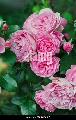 Bourbon rose in the summer garden. Pink flower of the Bourbon rose ...
