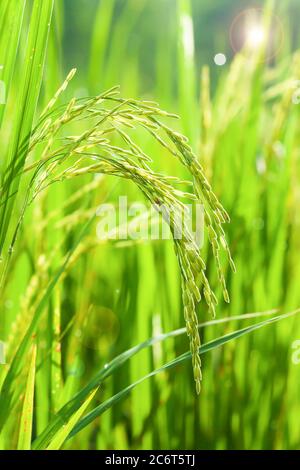 Fresh spike ears of rice paddy in the rice field Stock Photo - Alamy
