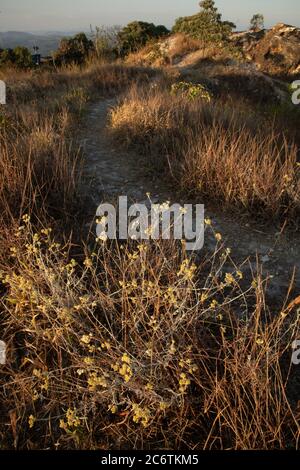 Macela, Medicinal Plant in the Mountains in Brazil Stock Photo - Alamy