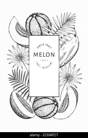 Melons with tropical leaves design template. Hand drawn vector exotic ...