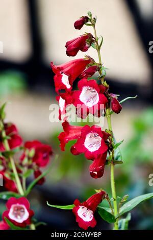 Penstemon "Phoenix Red Stock Photo - Alamy