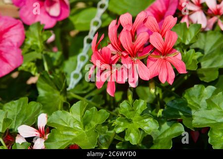 Geranium Ivy pelargonium peltatum 'Cascade Sofie' Stock Photo - Alamy