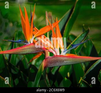 Vertical closeup shot of a bird-of-paradise flying from a field Stock ...