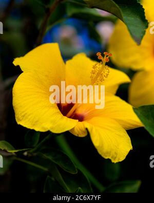 Vertical shot of a beautiful yellow hibiscus Stock Photo - Alamy