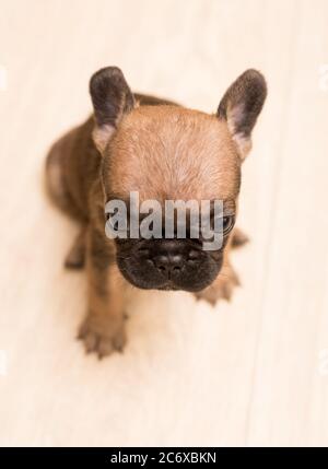 Young playful 6 month old French bulldog posing for my camera and ...