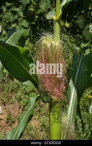 Maize, Corn (Zea mays). Female and male inflorescence. Studio picture ...