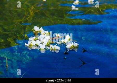 View of ottelia acuminata, a plant species endemic to Southern China ...