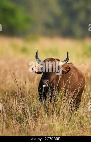 Bull Gaur {Bos gaurus} portrait, Biligiriranga Hills Tiger Reserve ...