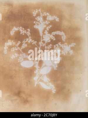 Photogenic Drawing of a Plant, William Henry Fox Talbot, 1839–40 Stock ...