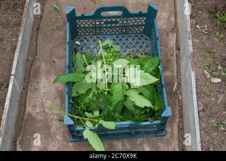 weeding the seedlings of tomato in his greenhouse Stock Photo - Alamy