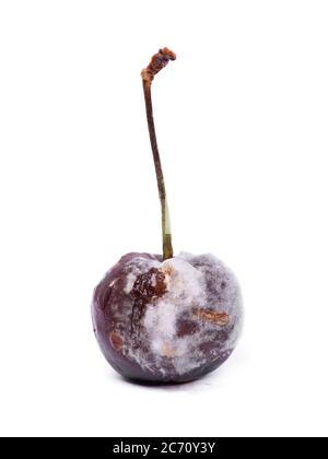 Moldy cherry isolated on a white. Clipping path inside Stock Photo - Alamy