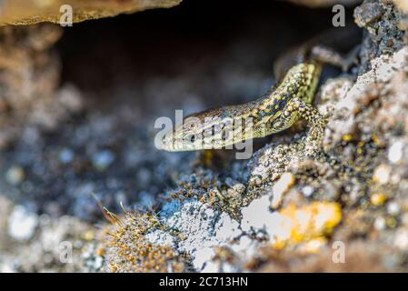 Closeup shot of a lizard standing on a green leaf on a blurred natural ...