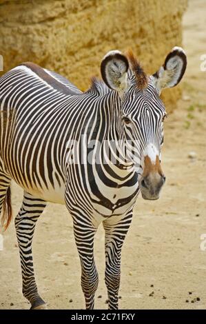 Zebra Zoo Enclosure: Captive Plains Zebra Resting in a Zoo Enclosure ...