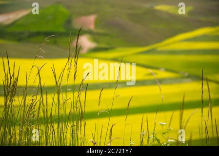 Agricultural valley with striped fields in summer Stock Photo - Alamy