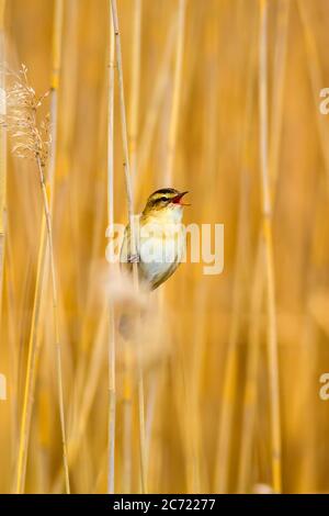 Cute bird. Yellow reeds background Stock Photo - Alamy