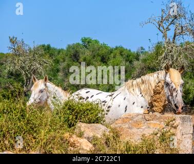 Apple grey, horse similar to Pippi Longstocking (with full name ...