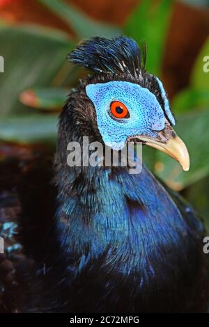 Crested fireback pheasant (Lophura ignita) in Taman Negara National ...