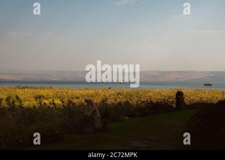 Wheat field, Galilee Israel Stock Photo - Alamy