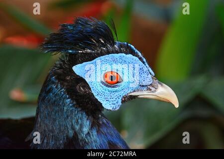 Crested fireback pheasant (Lophura ignita) in Taman Negara National ...