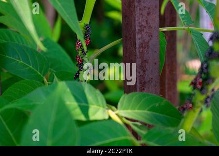 A Group of Red and Black Spotted Lanternfly Nymphs Resting on a Bright ...