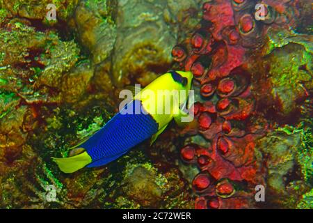Tropical Fish-angel in reef tank. Fish-emperor is a reef-associated ...