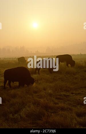 American Bison silhouette at sunrise. Yellowstone National Park ...
