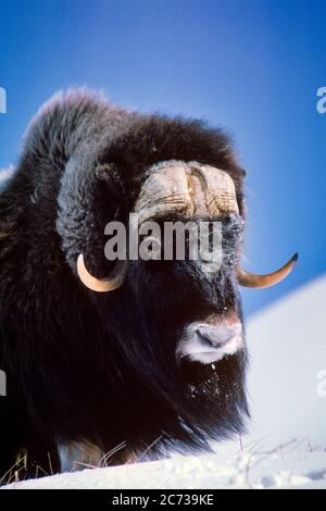 1990s SINGLE MUSK OX Ovibos moschatus STANDING ON SNOW FOUND IN ARCTIC ...