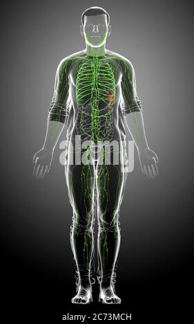 Lymphatic system of the chest, illustration Stock Photo - Alamy