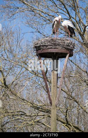 Wild giant heron standing on green grass in savanna of Amboseli ...