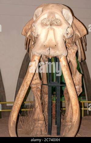 Skeleton of Ahmed elephant of Marsabit famous for exceptional tusks in ...