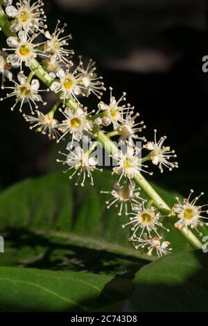 Pruning a laurel Laurus nobilis Stock Photo - Alamy