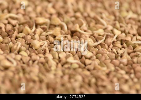 Brown croup. Sprouts. Buckwheat grains. Healthy food Stock Photo - Alamy